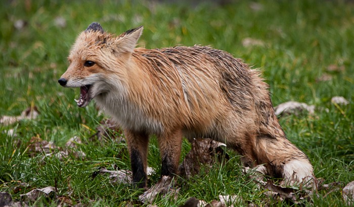 City Fox – classyshots photography